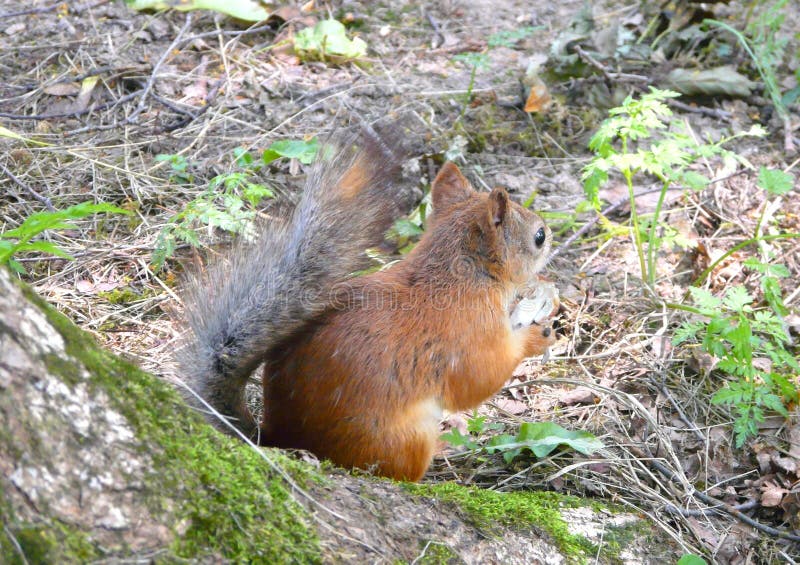 Ardilla en el parque imagen de archivo. Imagen de patas - 253399807