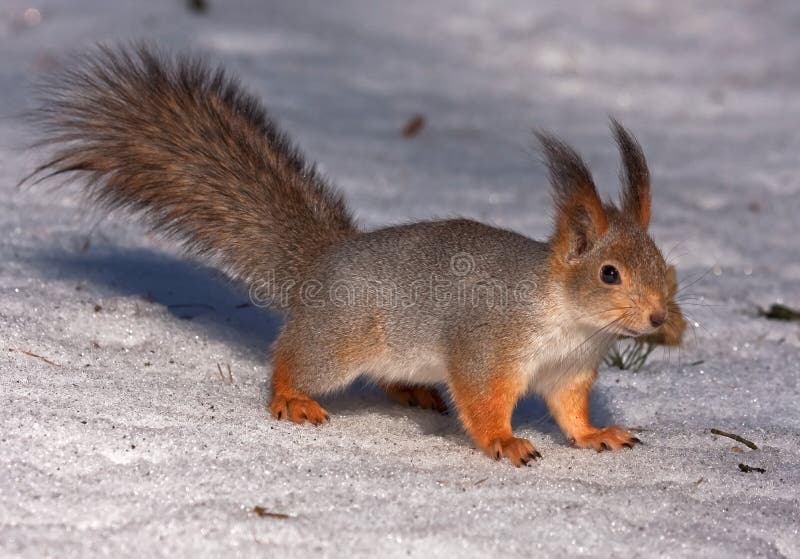 Ardilla en la nieve rusa imagen de archivo. Imagen de cubo - 17537851