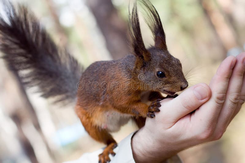 473 Ardilla Rusa Fotos de stock - Fotos libres de regalías de Dreamstime