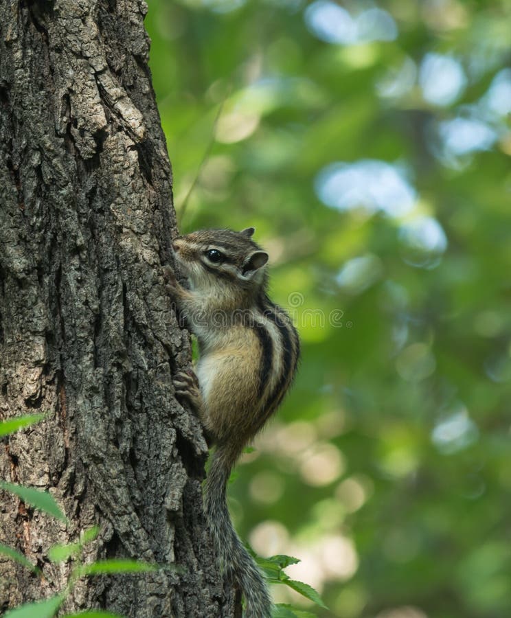 Ardilla listada foto de archivo. Imagen de salvaje, animales - 34463054