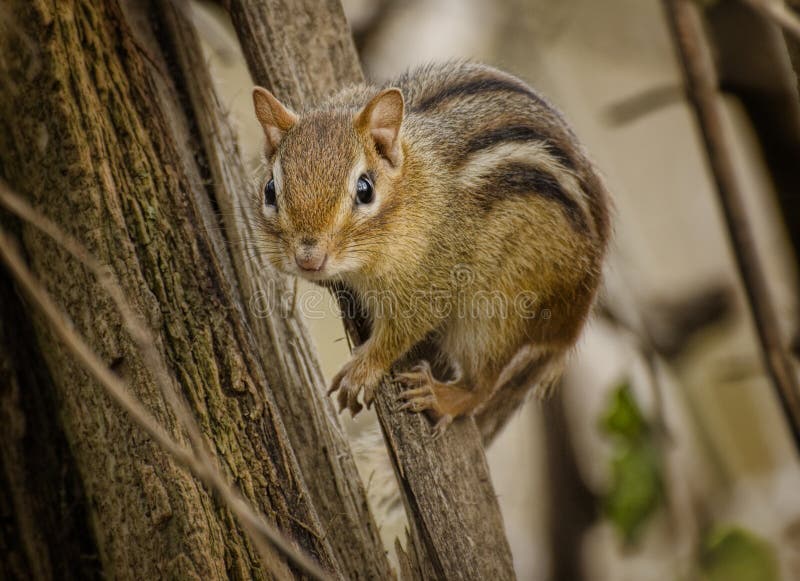 Ardilla listada foto de archivo. Imagen de bosque, barbas - 35881588