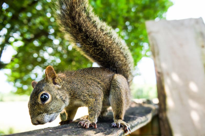 Ardilla Listada De Curisous Imagen de archivo - Imagen de ardilla ...