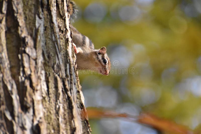 Ardilla Listada De La Ardilla Foto de archivo - Imagen de fauna ...