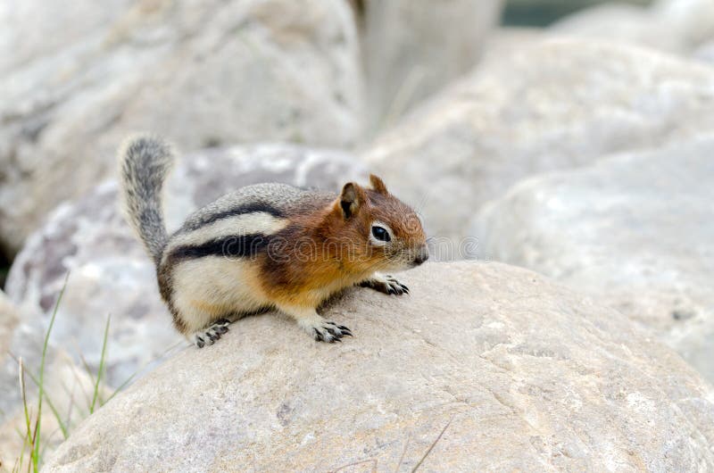 Ardilla De La Ardilla Listada Fotos De Stock - Download 1,464 Fotos ...
