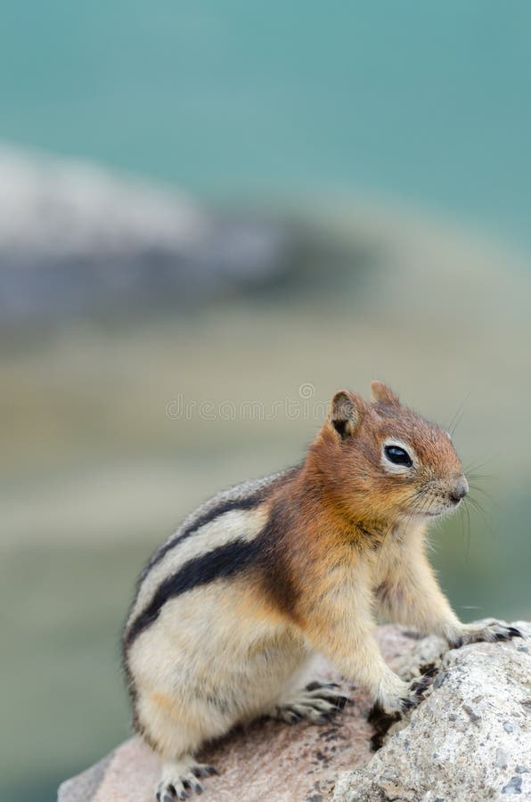 Ardilla Listada De La Ardilla Foto de archivo - Imagen de animal ...