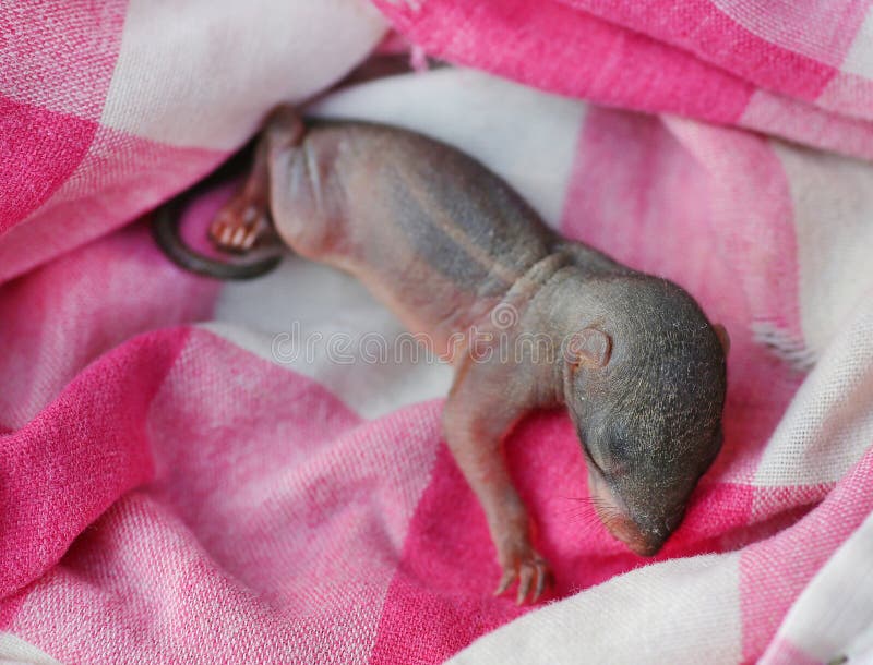 Ardilla listada del bebé imagen de archivo. Imagen de mullido - 90167785