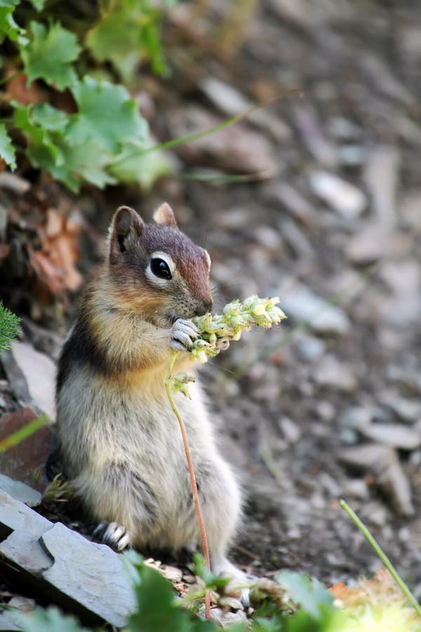 Ardilla Listada Divertida Con El Cepillo De Dientes Y El Casquillo De ...