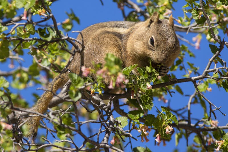 Ardilla Listada En Un Agujero Del árbol Foto de archivo - Imagen de ...