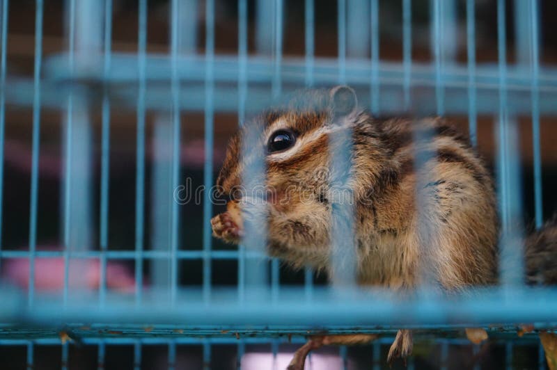 Ardilla Listada En Una Jaula Imagen de archivo - Imagen de animal ...