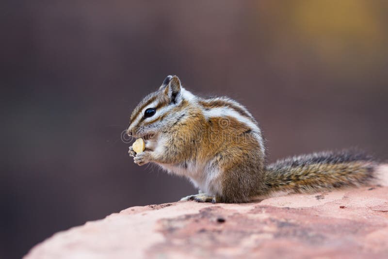 Ardilla Listada En Una Roca Foto de archivo - Imagen de ardilla, viruta ...