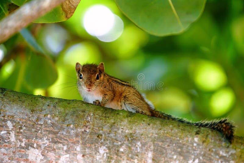 Ardilla Listada En Un Agujero Del árbol Foto de archivo - Imagen de ...
