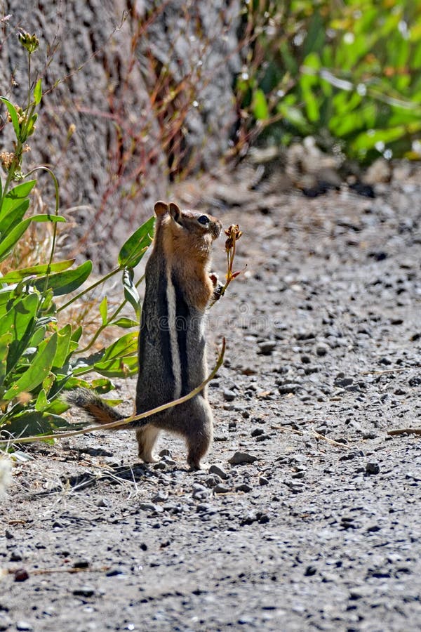 Ardilla Listada Que Examina Las Flores Para Las Semillas Comestibles ...