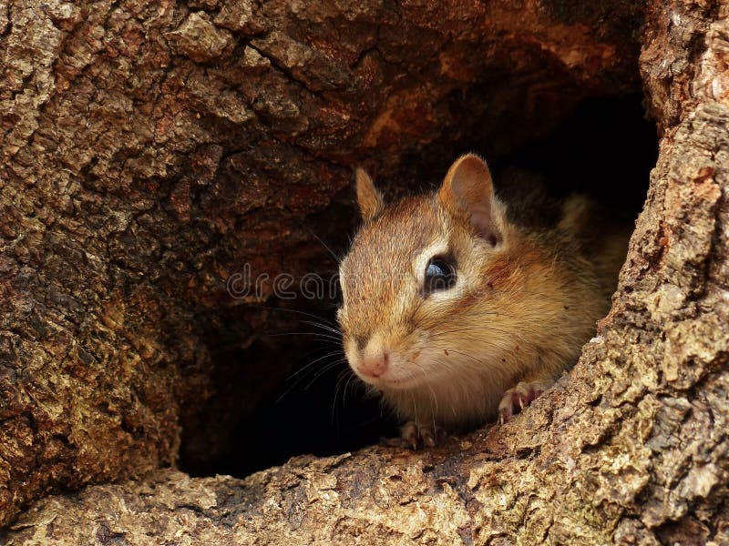Ardilla Listada Que Mira a Escondidas De Un Knothole Foto de archivo ...