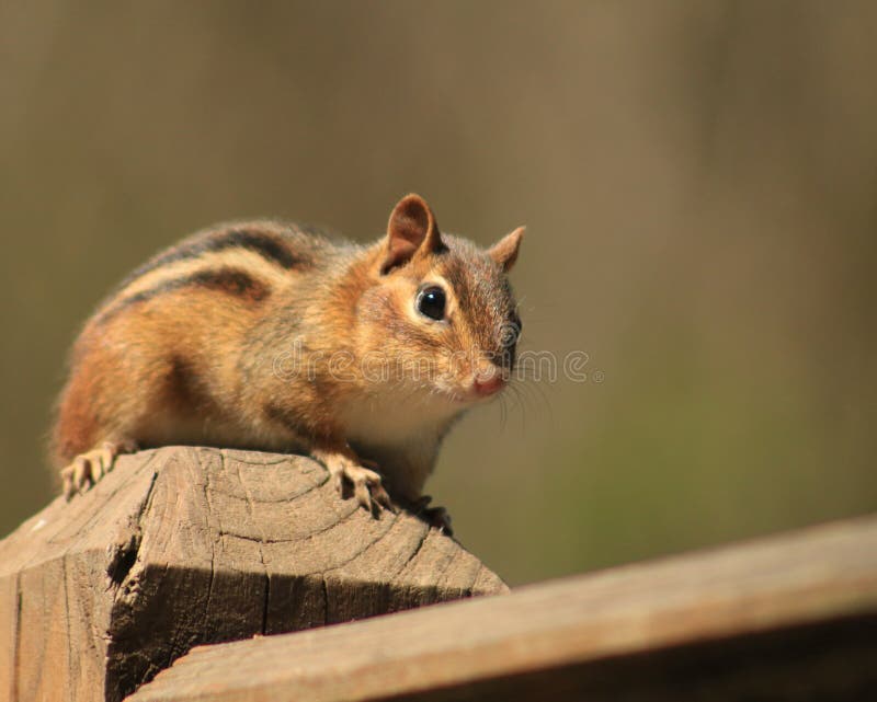 Ardilla Listada Que Presenta Bastante Imagen de archivo - Imagen de ...