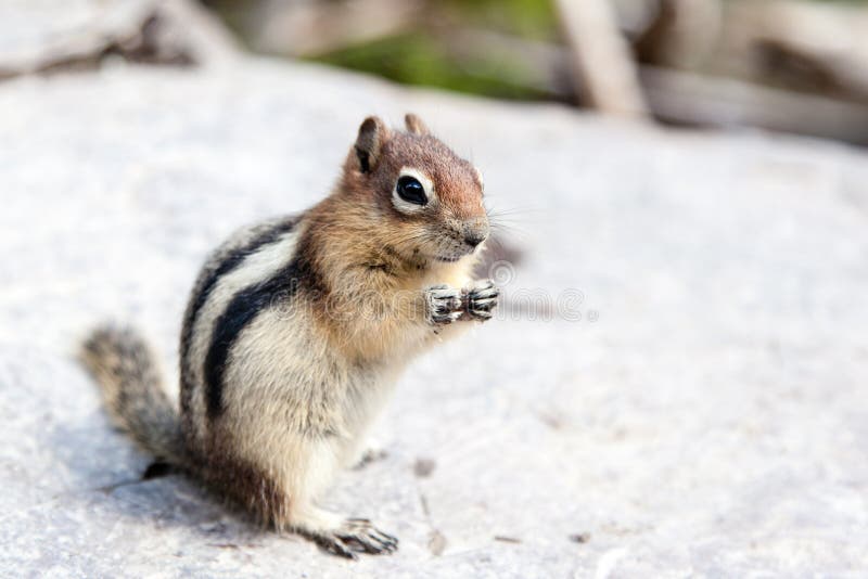 Ardilla Listada Salvaje (Tamias Striatus) Foto de archivo - Imagen de ...