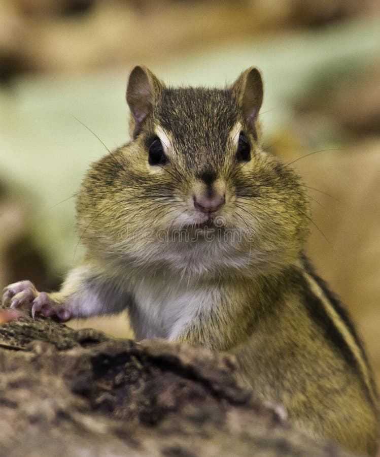 Ardilla Listada (striatus Del Tamias) Imagen de archivo - Imagen de ...