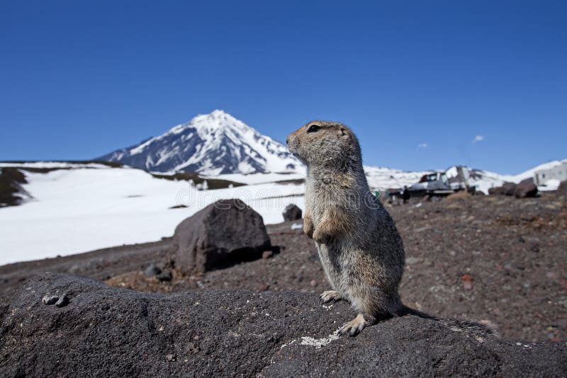 421 Ardilla Rusa Fotos de stock - Fotos libres de regalías de Dreamstime
