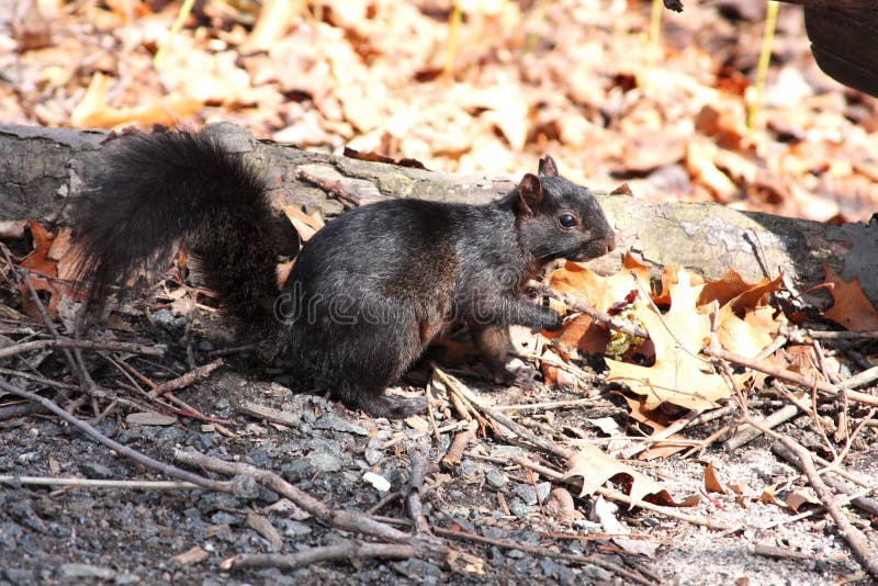 Ardilla negra imagen de archivo. Imagen de negro, exterior - 4863927