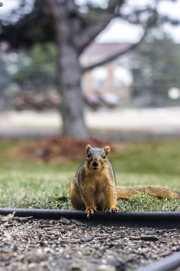 Ardilla Sorprendida Fotos de stock - Fotos libres de regalías de Dreamstime