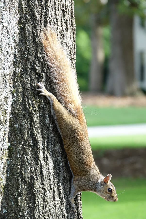 Ardilla Que Baja De Un árbol Foto de archivo - Imagen de unido, fauna ...