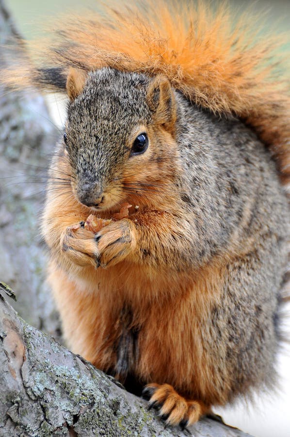33,670 Ardilla Que Come El Chocolate Fotos de stock - Fotos libres de ...