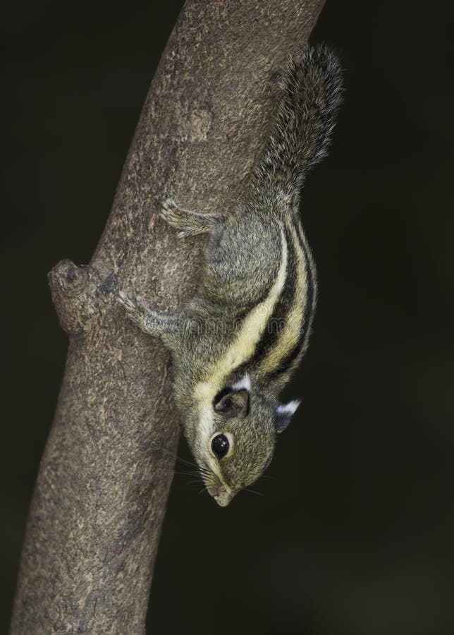Ardilla Rayada Himalayan (mcclellandii De Tamiops) Imagen de archivo ...