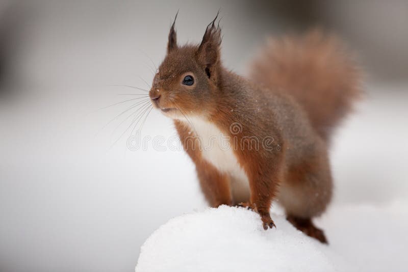 Sciurus Vulgaris Ardilla Roja Que Se Sienta En La Rama Seca Del Foto de ...