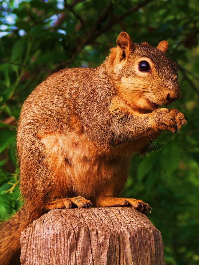 Ardilla Sonriente Con Temores Ondulados Sentada En La Valla Imagen de ...