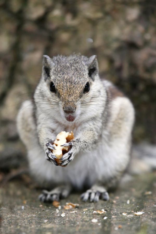 Ardillas Rayadas De La Palma En Sri Lanka Foto de archivo - Imagen de ...
