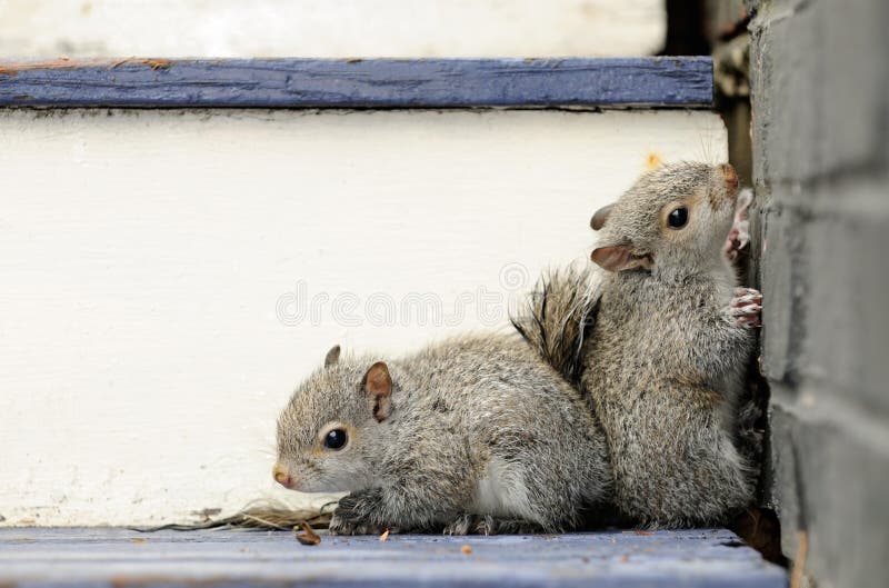 Ardillas del bebé imagen de archivo. Imagen de ardilla - 13819637