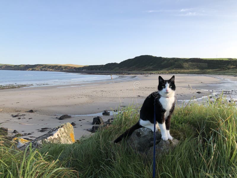 Ardwell bay stock image. Image of landscape, coast, nature - 225330611