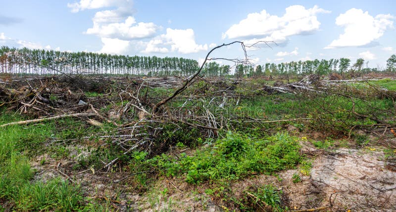 Area of â€‹â€‹illegal Logging. Forests Deforestation Humans are Causing ...