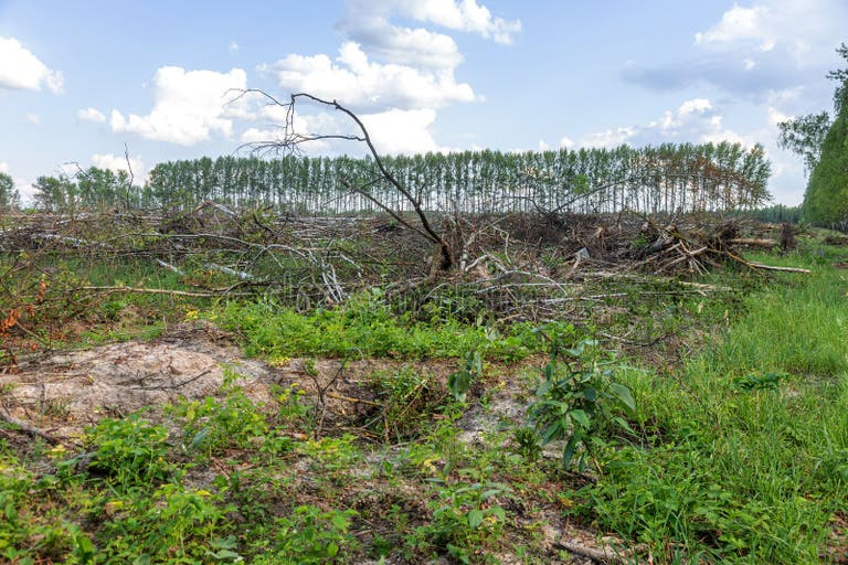 Area of â€‹â€‹illegal Logging. Forests Deforestation Humans are Causing ...