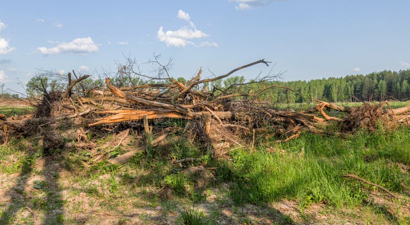Area of â€‹â€‹illegal Logging. Forests Deforestation Humans are Causing ...