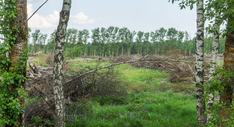 Area of â€‹â€‹illegal Logging. Forests Deforestation Humans are Causing ...