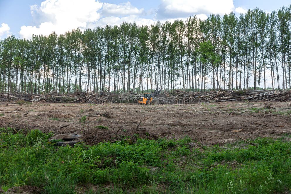 Area of â€‹â€‹illegal Logging. Forests Deforestation Humans are Causing ...