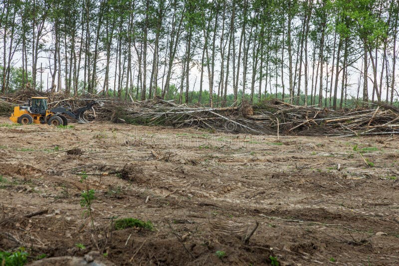 Area of â€‹â€‹illegal Logging. Forests Deforestation Humans are Causing ...