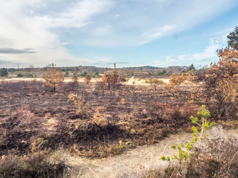 Area of Chobham Common after a Fire Stock Image - Image of britain ...