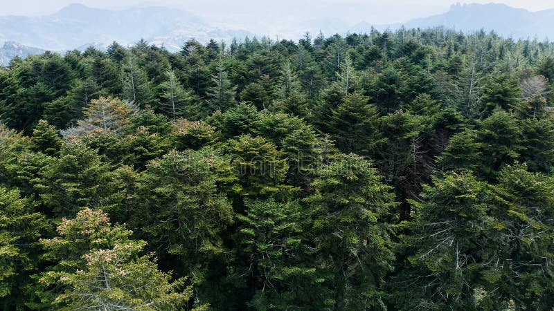 Area of Fir Trees in High Mountains Stock Photo - Image of italian ...
