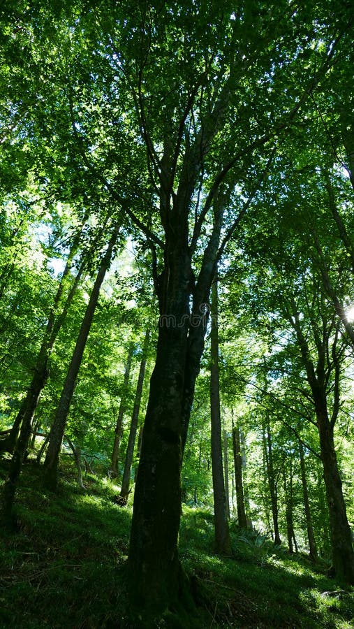 Area with a Large Number of Trees in the Forest Stock Photo - Image of ...