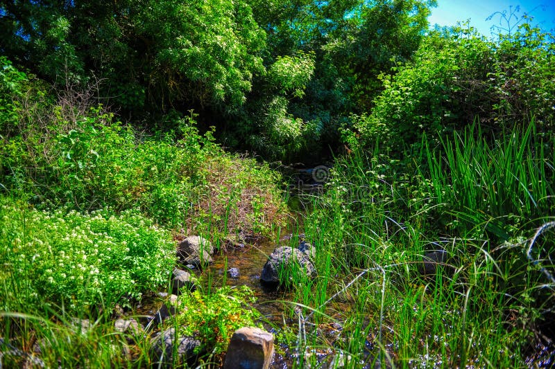 An Area with Many Bushes and Green Trees Stock Photo - Image of wood ...