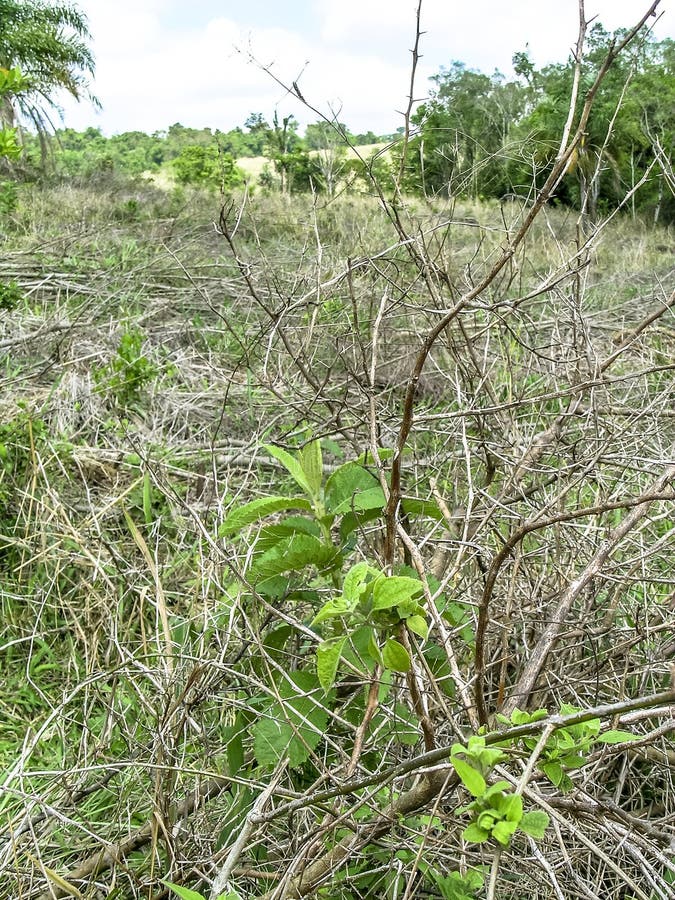 Area of Pasture Infested with Invasive Plants and Wood Stumps Stock ...