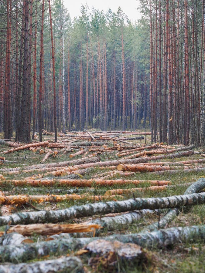 The Area of Pine Forest Deforestation in Spring Stock Image - Image of ...