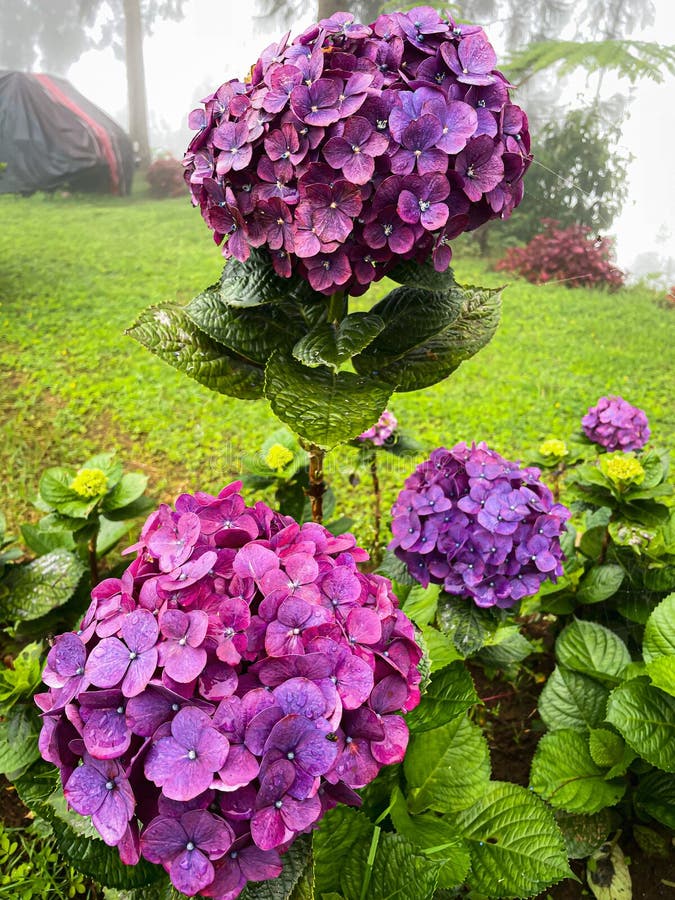 Purple Hydrangeas on Misty Mountains Stock Photo - Image of mountains ...