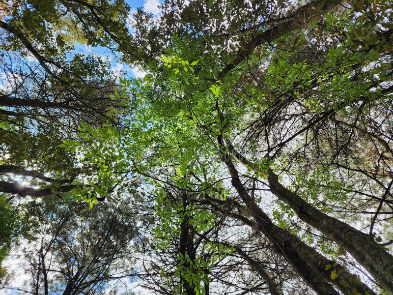 Area with Temperate Forest Trees for Environmental Care Stock Photo ...