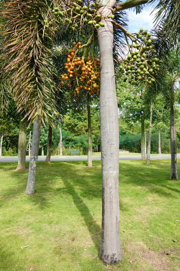 Areca catechu stock photo. Image of fruit, arecaceae - 349244996