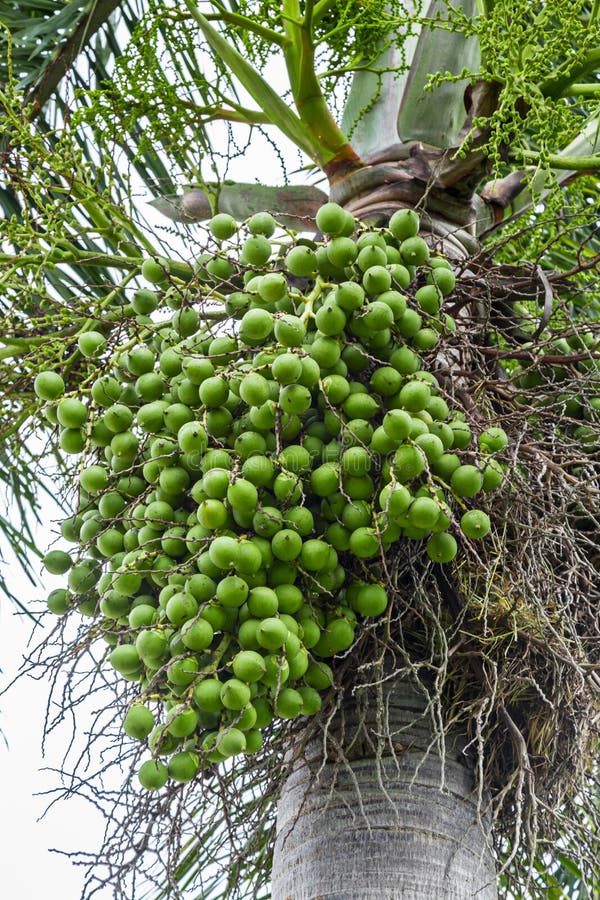 Areca Catechu Areca Nut Palm, Betel Nuts Stock Image - Image of food ...