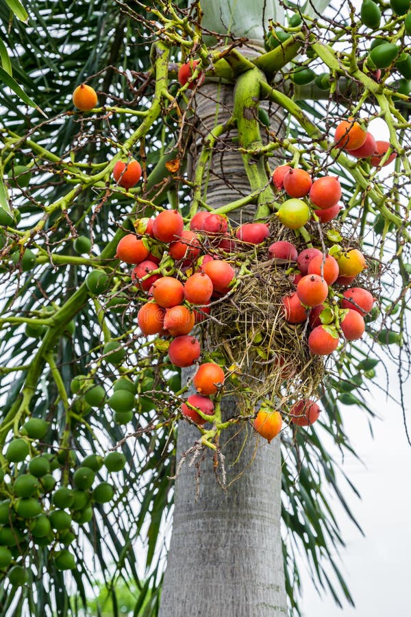 Areca Catechu Areca Nut Palm, Betel Nuts ; Showing Produce on High Tree ...