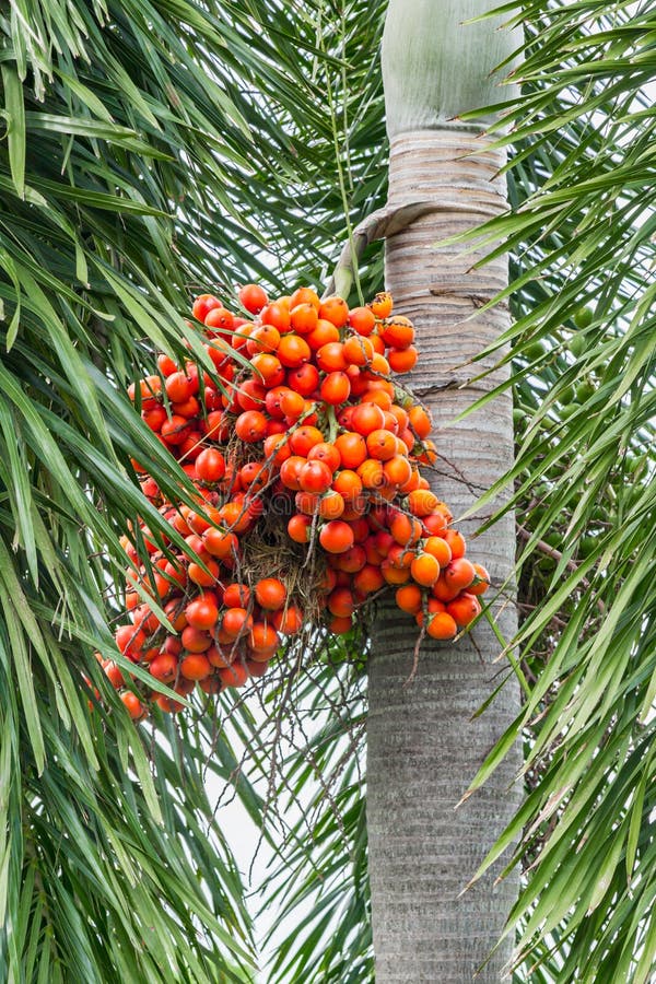 Areca Catechu Areca Nut Palm, Betel Nuts Stock Photo - Image of chewing ...