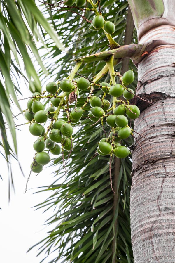 Areca Catechu Areca Nut Palm, Betel Nuts All Bunch into Large Clustered ...